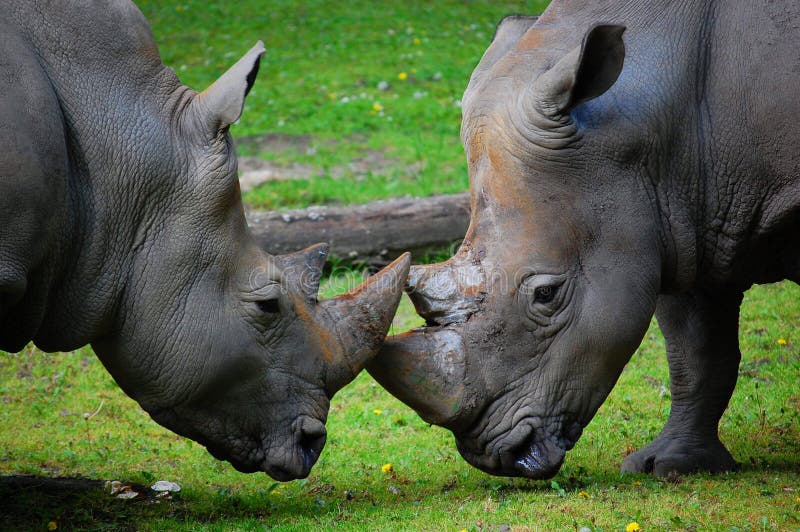 Rhinoceros Fighting