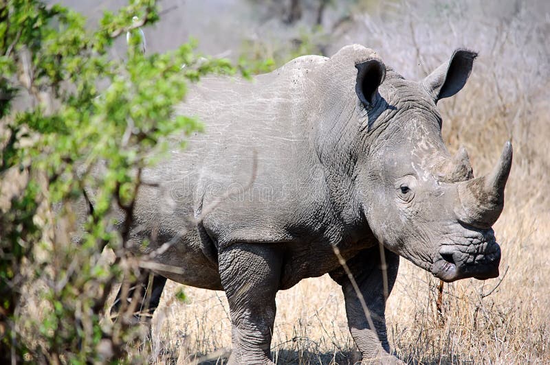 Rhinosaurus stock photo. Image of national, wildlife - 29550618