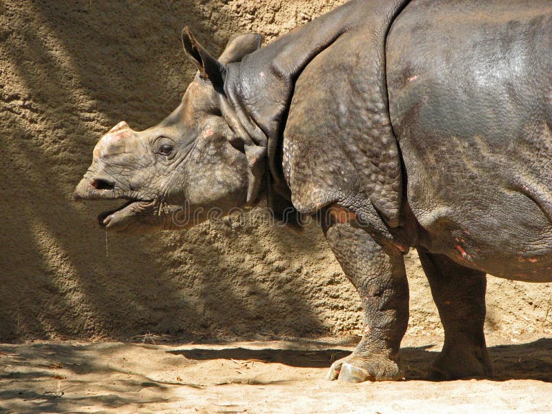 Rhinosaurus photo stock. Image du animal, mammifère, grand - 34236222