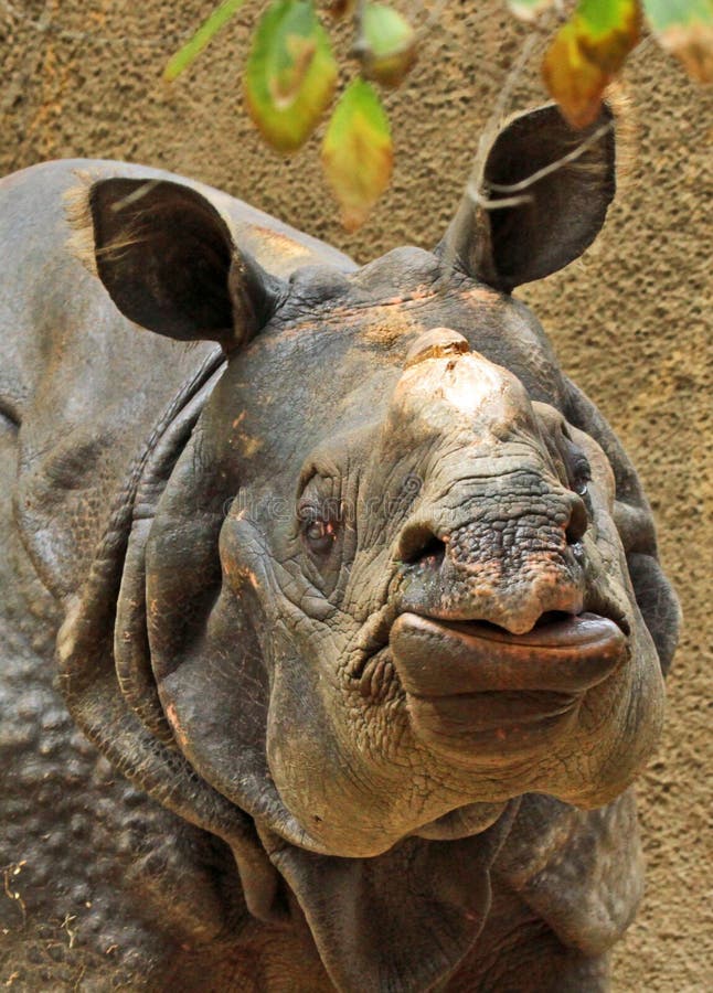 Rhinosaurus imagen de archivo. Imagen de aventura, brillante - 30494773