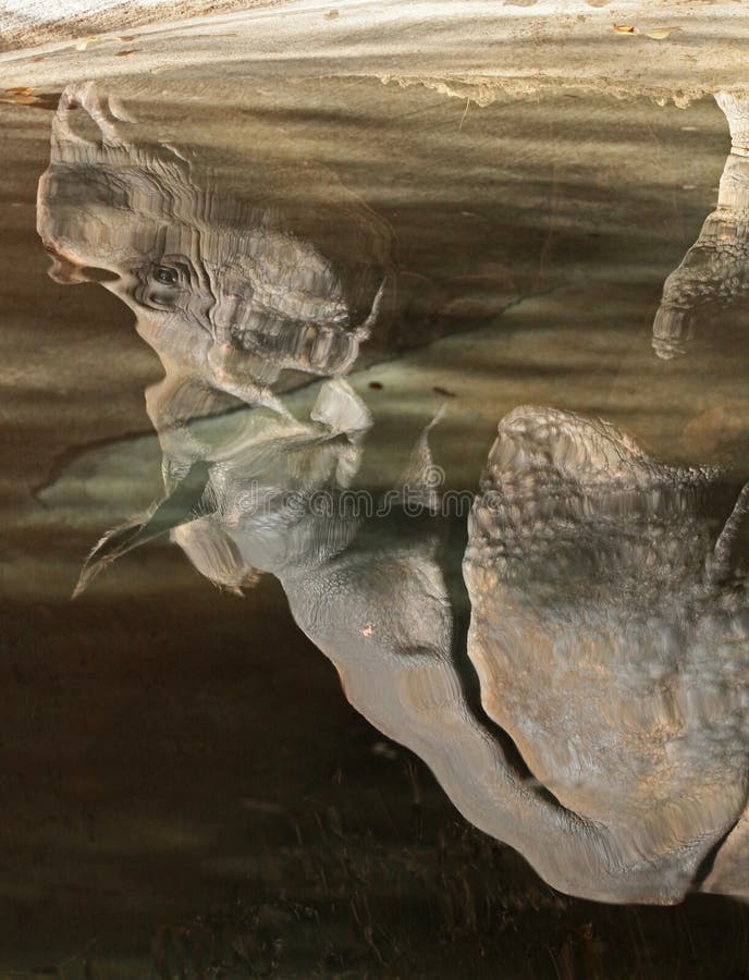 Rhinosaurus stock image. Image of feed, green, feeding - 48998155