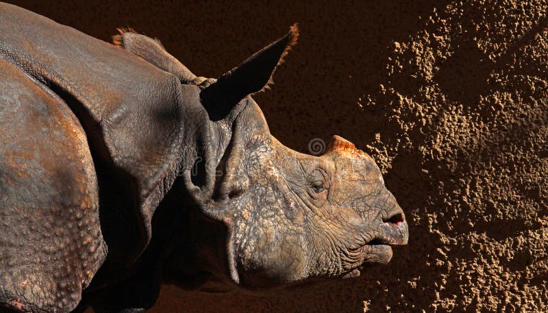 Rhinosaurus stock image. Image of gray, closeup, dangerous - 31968667
