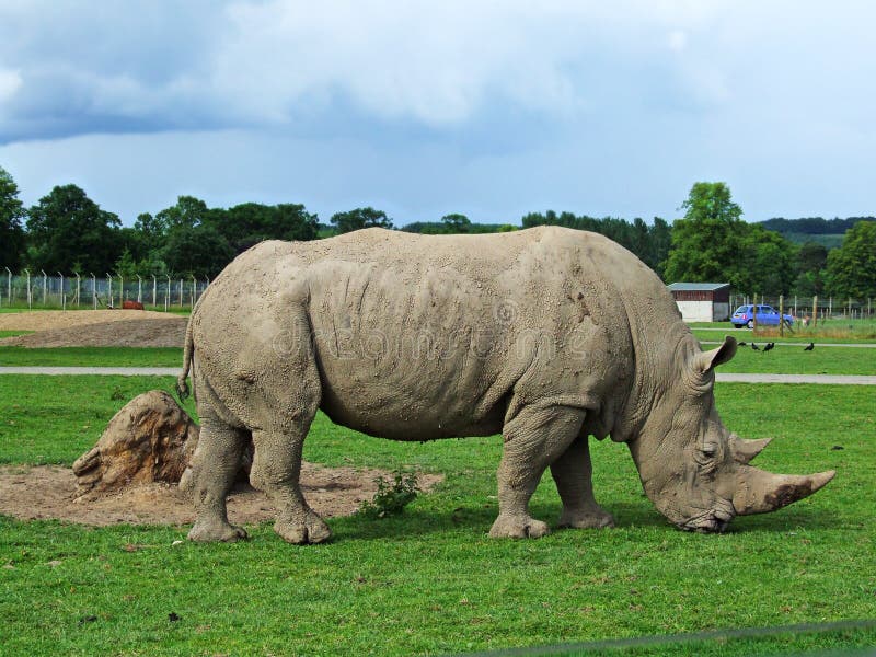 Rhinosaurus stock image. Image of landscape, adventure - 30494773