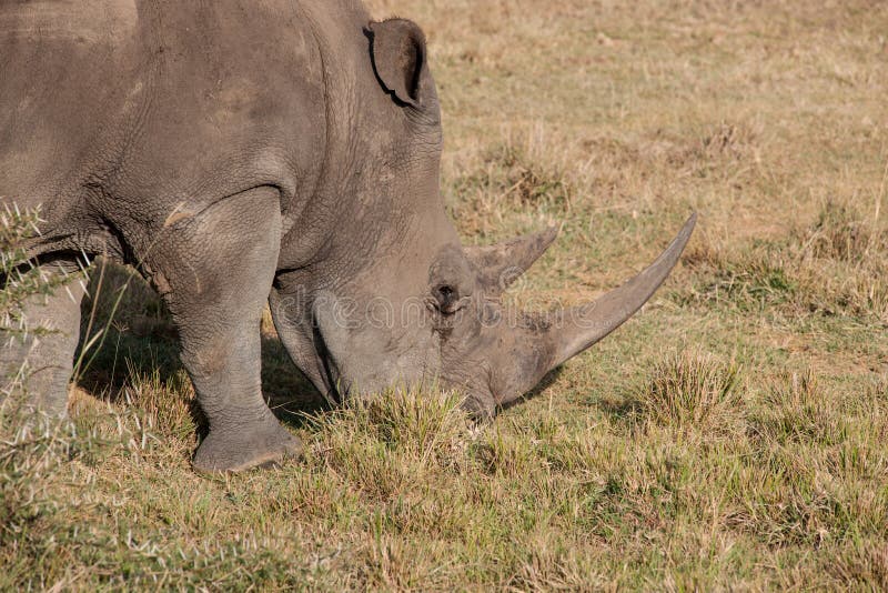 Rhinozeros stock image. Image of savannah, safari, nationalpark - 44682075