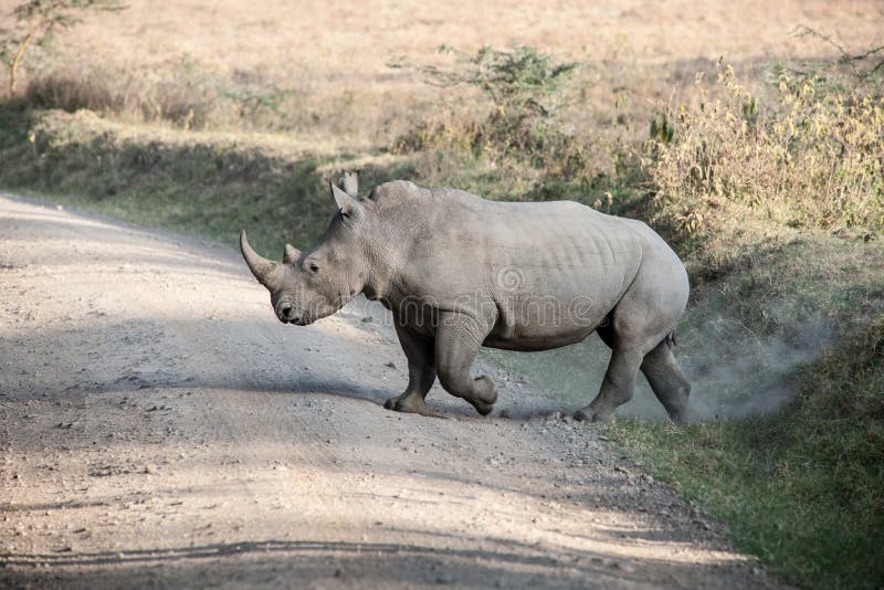 Rhinozeros stock photo. Image of animal, savannah, nature - 41929910