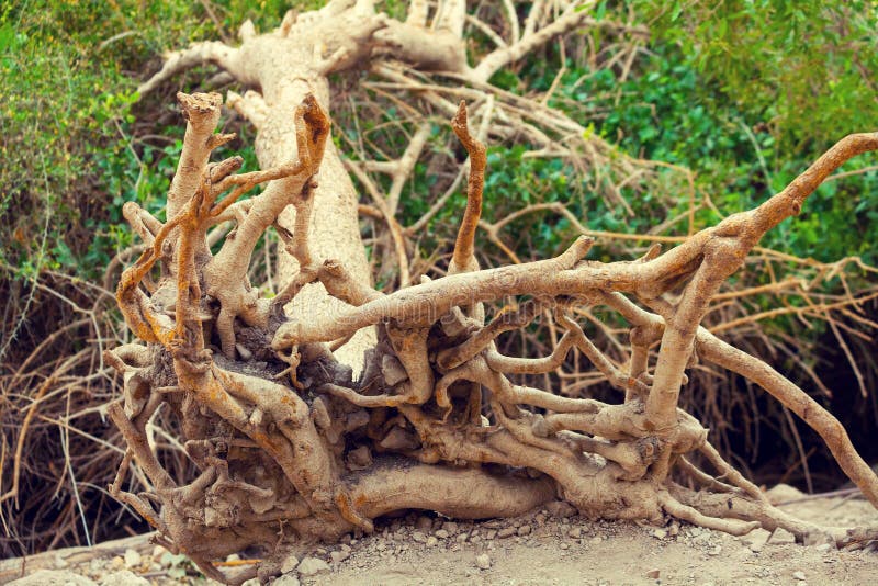 Rhizome fallen tree stock photo. Image of summer, outdoors - 64811610