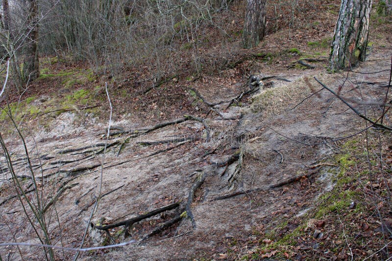 The Rhizomes of the Pine Tree Have Emerged from the Ground and are ...