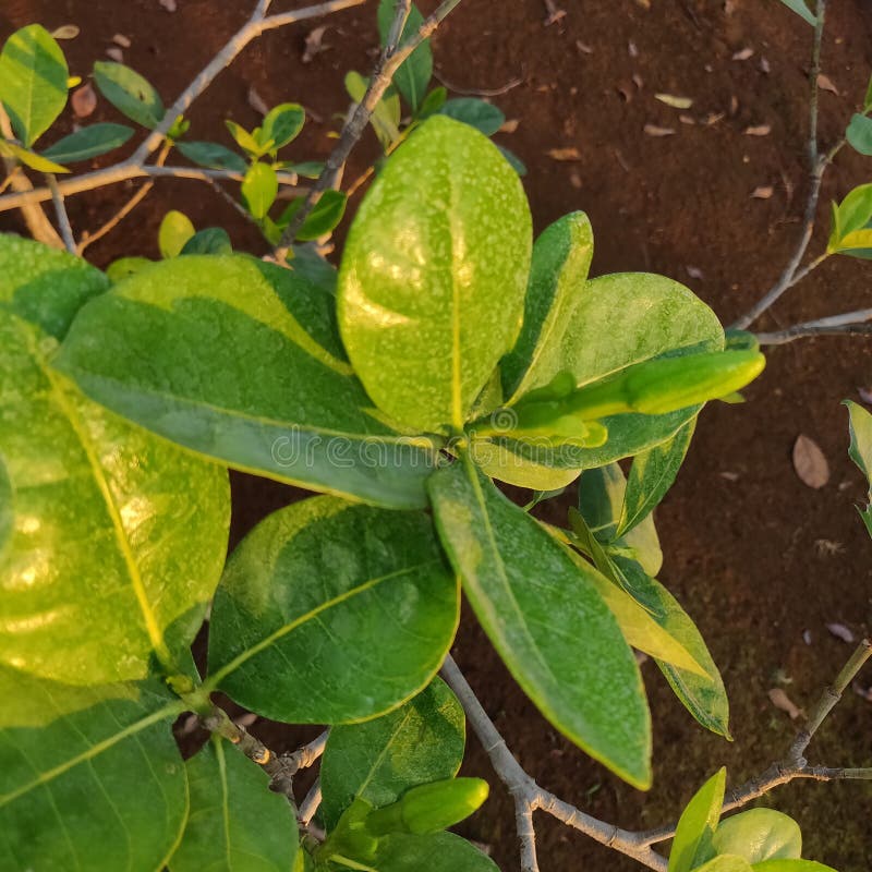 Fruit of Rhizophora Mucronata or Loop-root Mangrove or Red Mangrove or ...