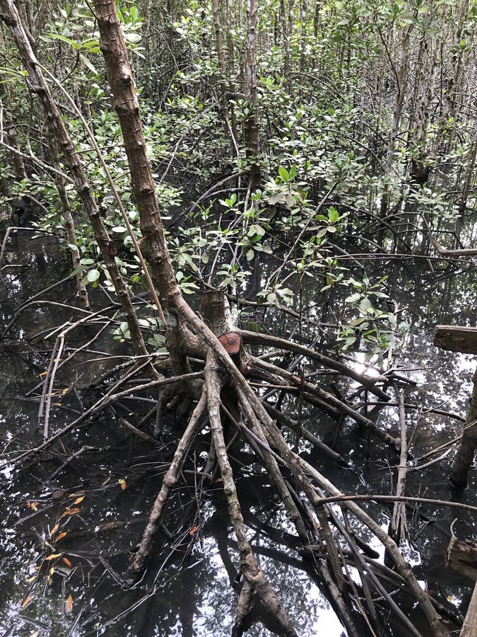 Root of Rhizophora Mucronata or Loop-root Mangrove or Red Mangrove or ...