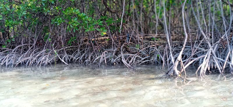 Rhizophora stylosa roots stock photo. Image of roots - 293390732