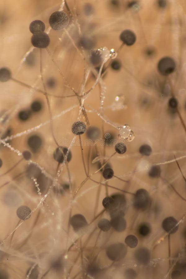 Rhizopus Bread Mold Under the Microscope. Stock Image - Image of genus ...
