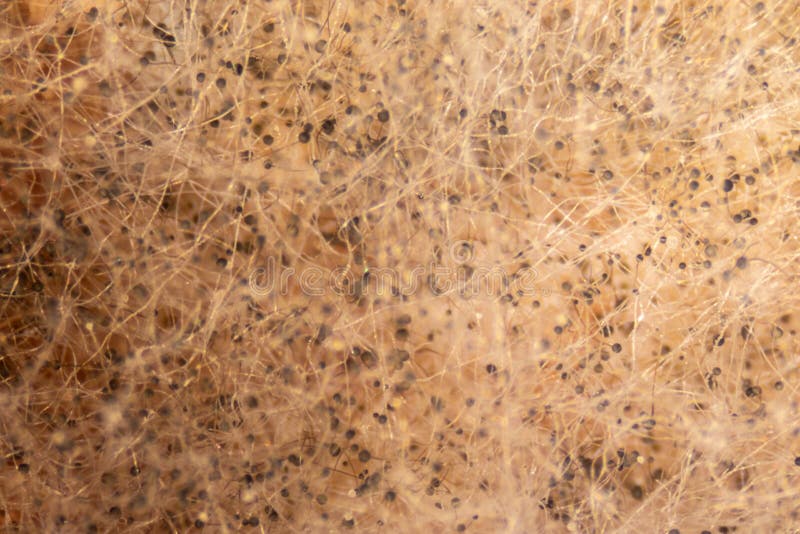 Rhizopus Bread Mold Under the Microscope. Stock Photo - Image of ...