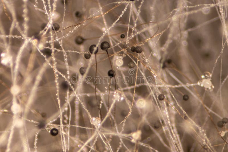 Rhizopus Bread Mold Under the Microscope. Stock Image - Image of mold ...