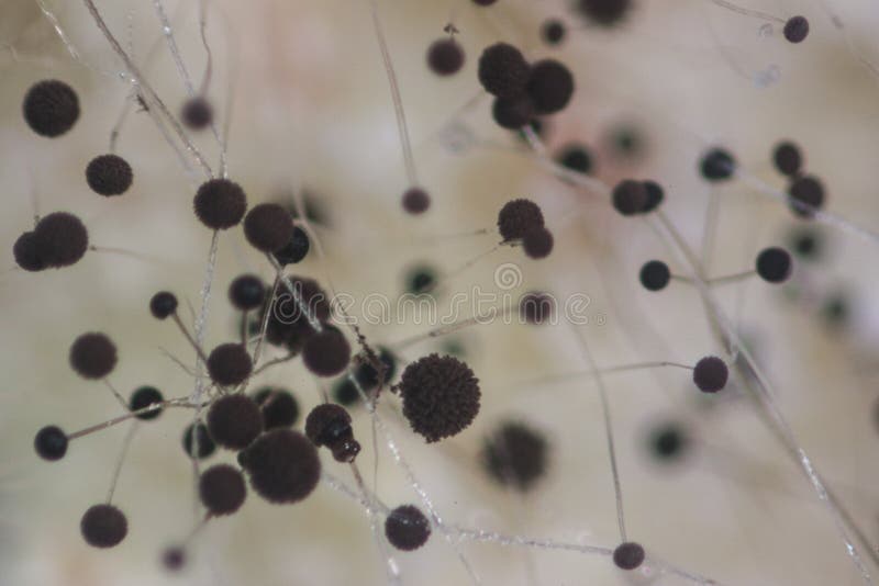 Rhizopus Bread Mold is a Genus of Common Saprophytic Fungi,Rhizopus ...