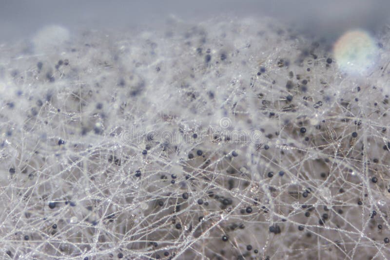 Rhizopus Bread Mold Under the Microscope. Stock Photo - Image of ...
