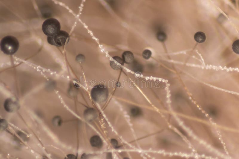 Rhizopus Bread Mold Under the Microscope. Stock Photo - Image of ...