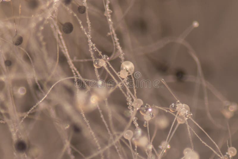 Rhizopus Bread Mold Under the Microscope. Stock Photo - Image of micro ...