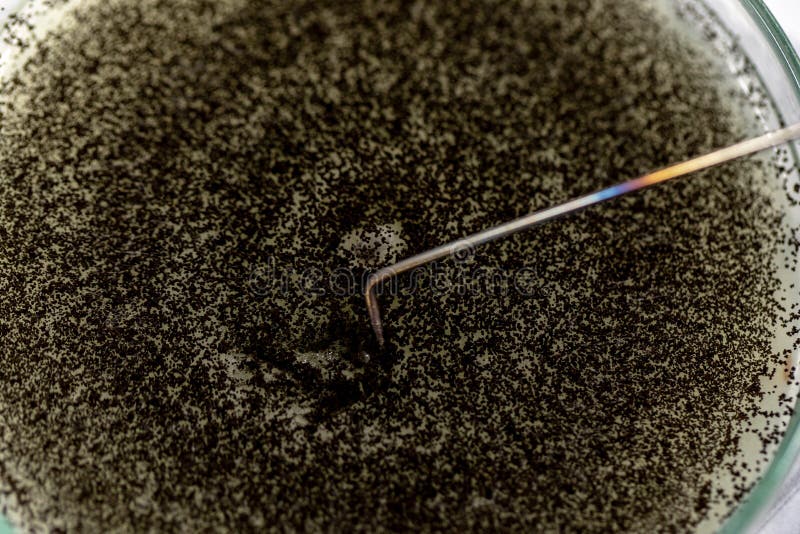 Rhizopus Bread Mold Under The Microscope. Stock Image - Image of ...