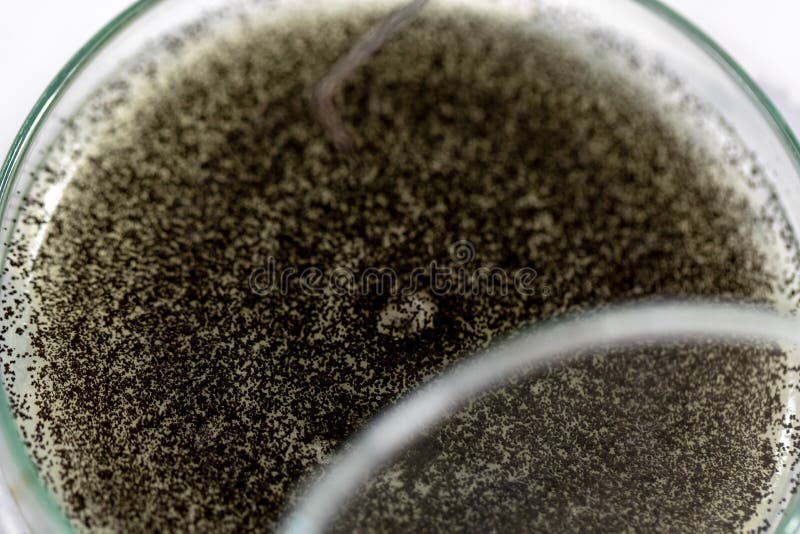 Rhizopus Bread Mold Under the Microscope. Stock Photo - Image of ...