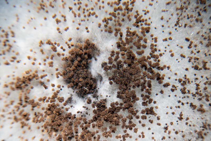 Rhizopus Bread Mold Under the Microscope. Stock Photo - Image of hypha ...