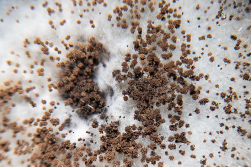 Rhizopus Bread Mold Under the Microscope. Stock Photo - Image of ...