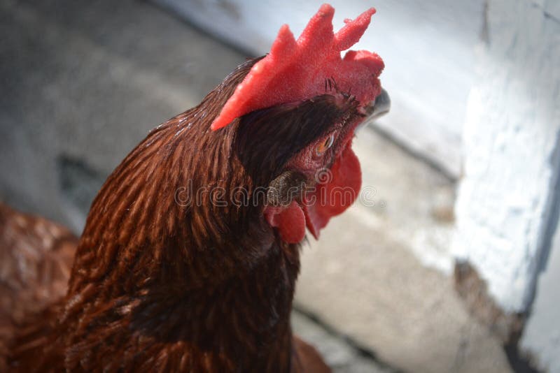 Rhode Island Red Chicken Comb Stock Image - Image of rhode, island ...