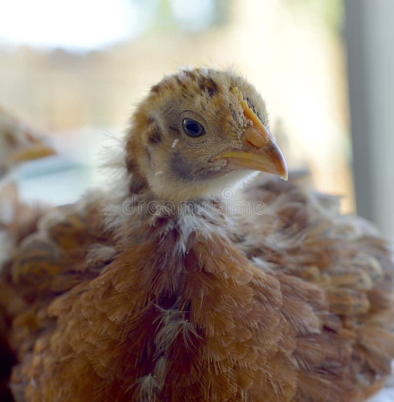 Rhode Island Red chicken stock image. Image of road, farm - 53513879