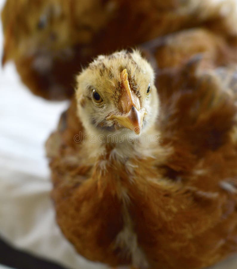 Rhode Island Red chicken stock image. Image of feathers - 53514003