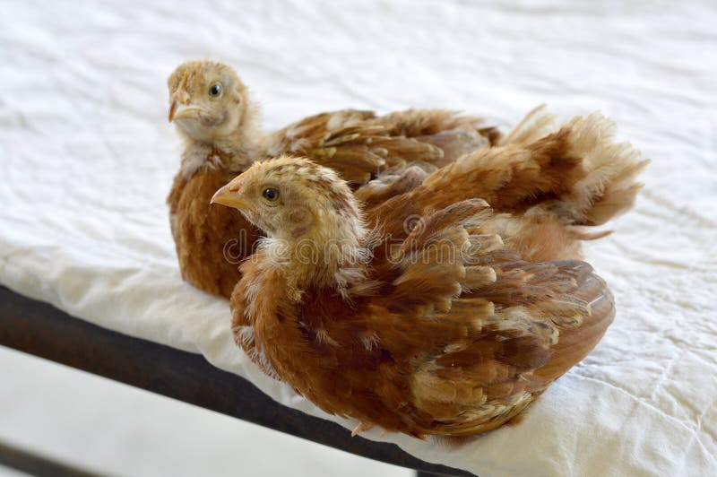 Rhode Island Red chicken stock photo. Image of feathers - 53514428