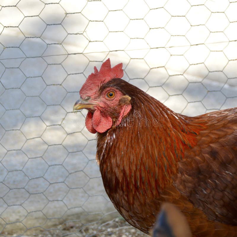 Rhode Island Red chicken stock image. Image of roadside - 58123407