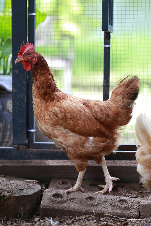 Rhode island red chicken stock photo. Image of agriculture - 325796362