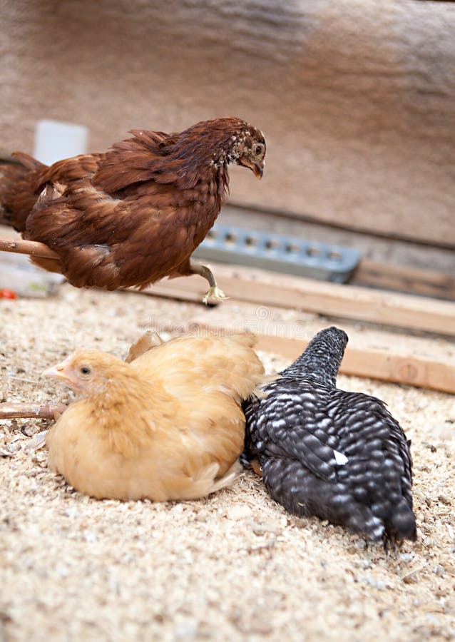 Old Chicken Coop Images - Download 510 Royalty Free Photos - Page 2
