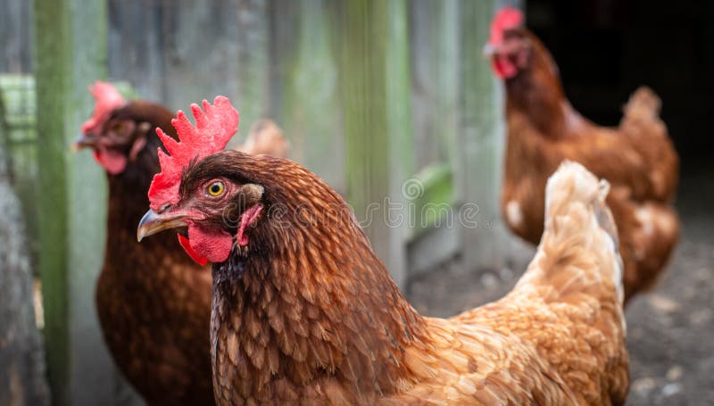 Rhode Island Red Chickens stock photo. Image of brown - 115778826