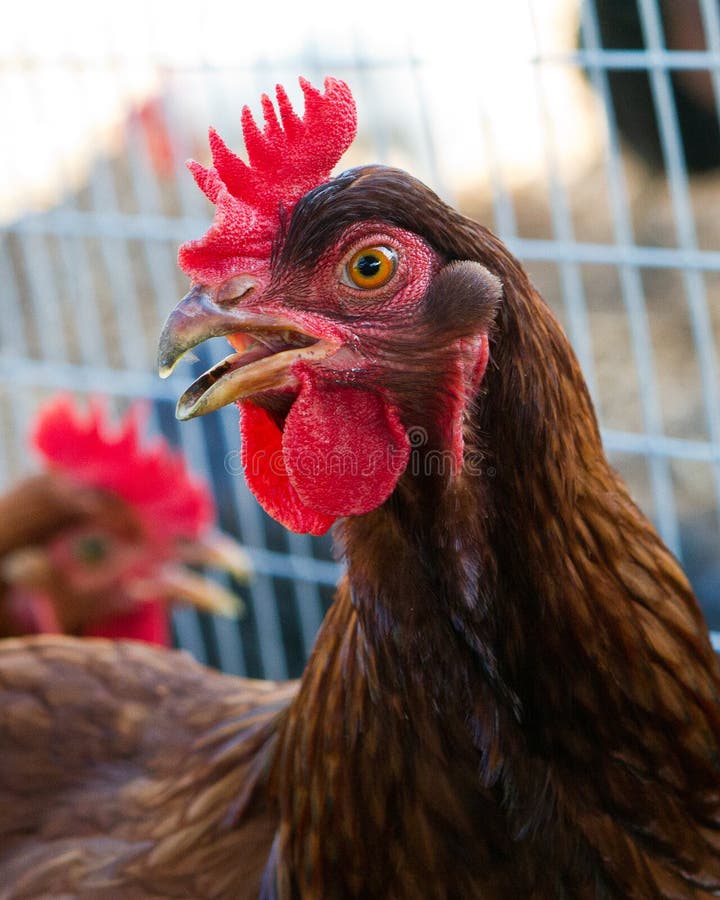 Rhode Island Red Hen Portrait Stock Image - Image of crest, chicken ...