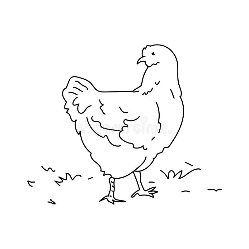 Rhode Island Red Stock Illustrations – 774 Rhode Island Red Stock ...