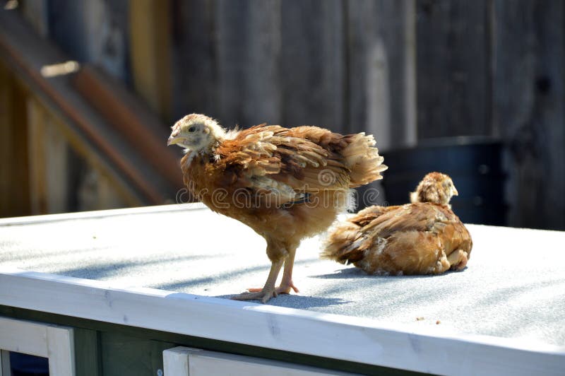 Rhode Island Red-kip stock afbeelding. Image of kippen - 53514087