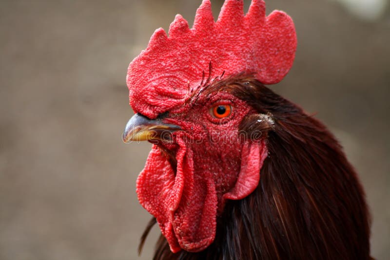 Rhode Island Red Rooster stock image. Image of bird, portrait - 3421089
