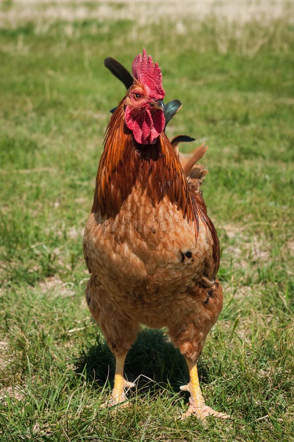 Rhode Island Red Rooster in the Grass Stock Photo - Image of vertical ...