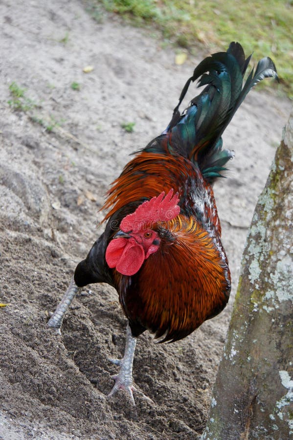 Rhode Island Red Rooster stock image. Image of rooster - 172372527