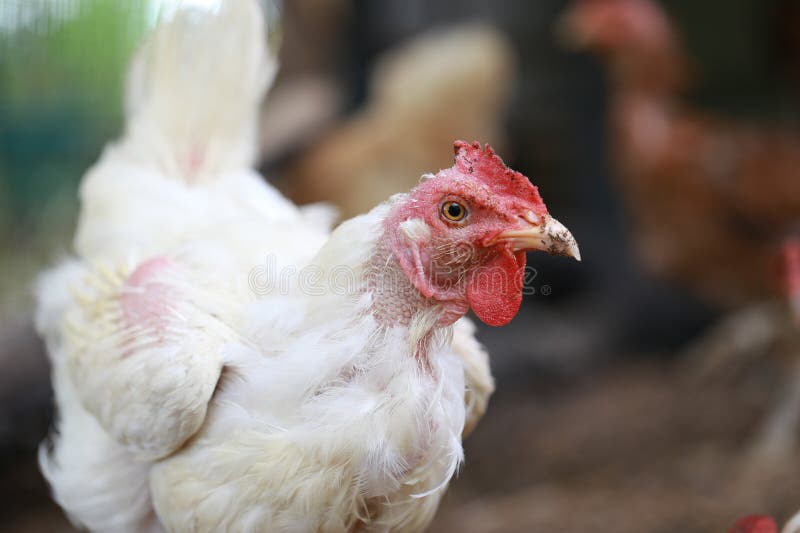 Rhode island white chicken stock image. Image of animal - 325812725