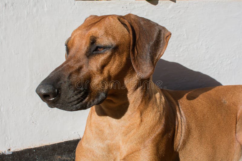 Rhodesian dog stock photo. Image of nature, pets, dogs - 43733434