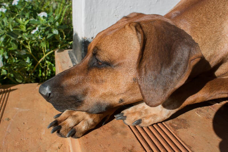 Rhodesian dog stock photo. Image of pedigree, rhodesian - 43733508