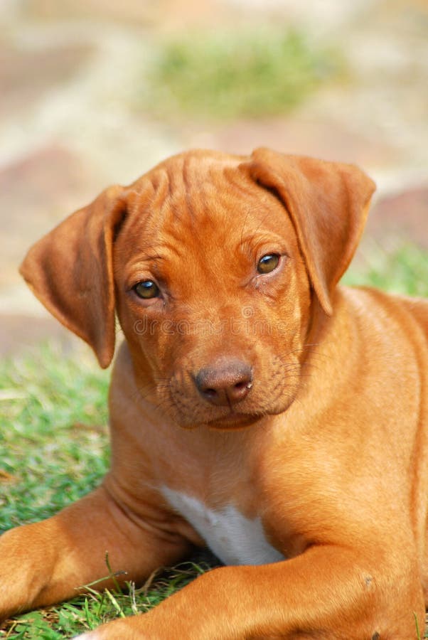 Rhodesian hound puppy stock image. Image of outdoor, observant - 6788417
