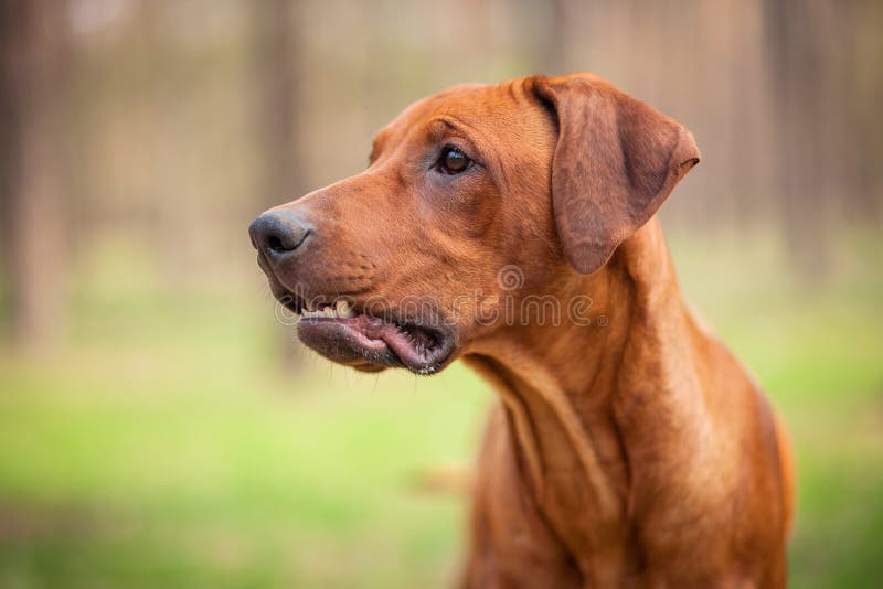 Rhodesian Ridgeback photo stock. Image du reinette, jour - 102297490