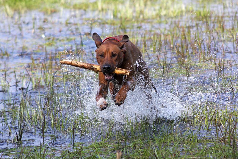 Rhodesian Ridgeback stock image. Image of jump, rhodesian - 10774535