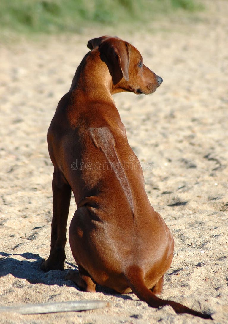 6,160 Rhodesian Ridgeback Stock Photos - Free & Royalty-Free Stock ...