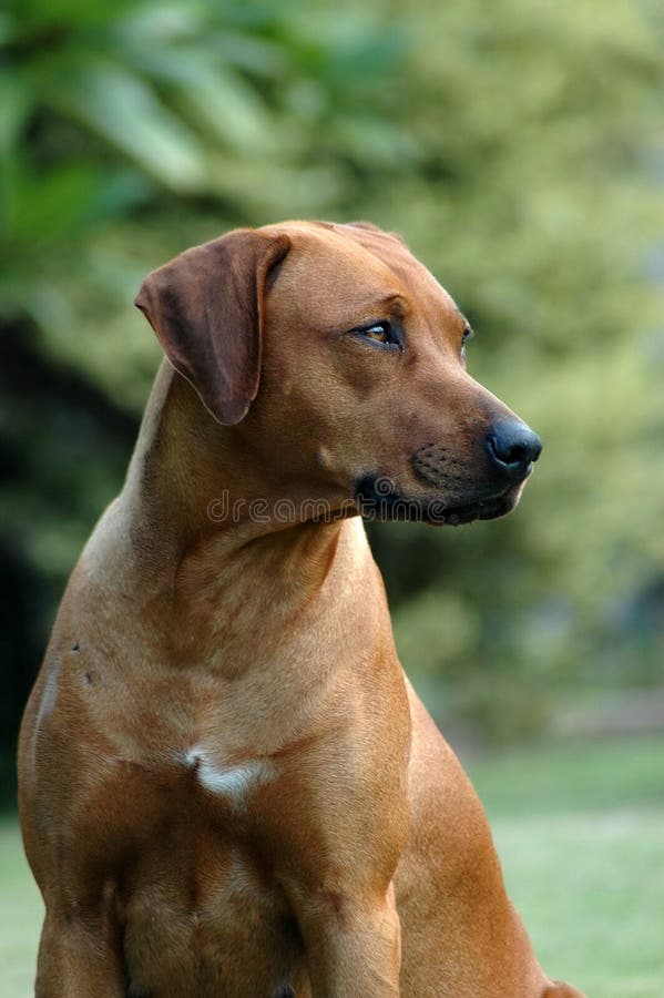 Rhodesian Ridgeback Portrait Stock Photo - Image of beautiful, dogs: 973752