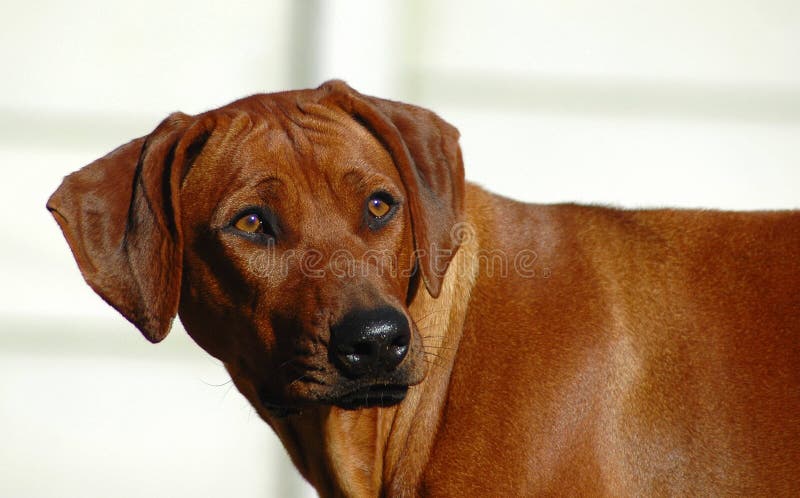 Rhodesian Ridgeback puppy stock image. Image of little - 1109541