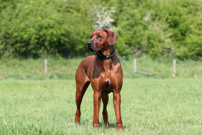 Rhodesian Ridgeback stock image. Image of south, show - 13185767