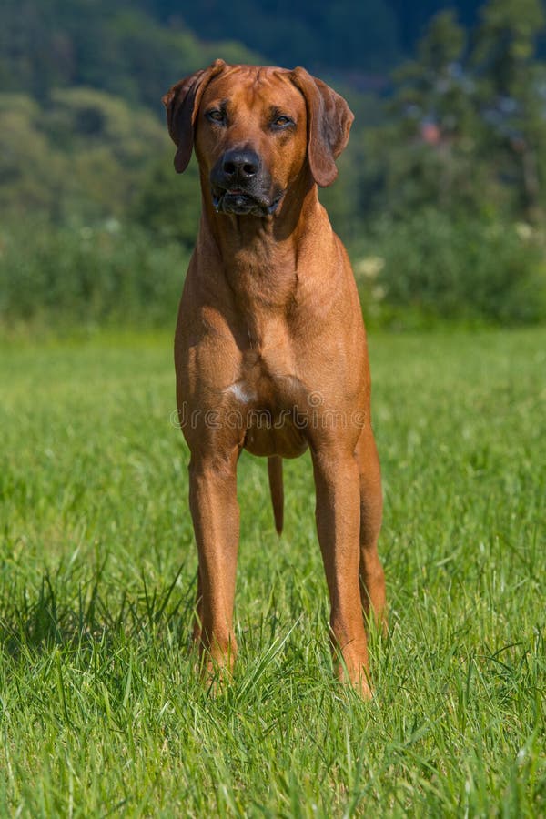 Rhodesian Ridgeback Standing in a Summer Meadow Stock Photo - Image of ...